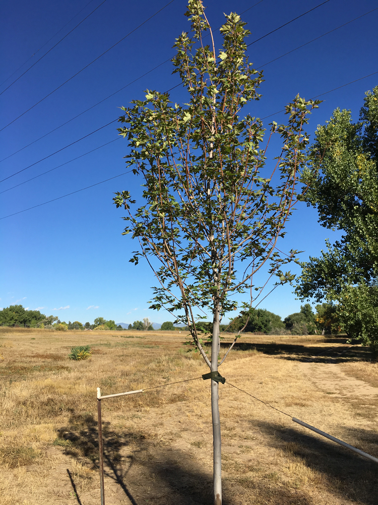 Memorials and Donations Program – South Suburban Parks and Recreation